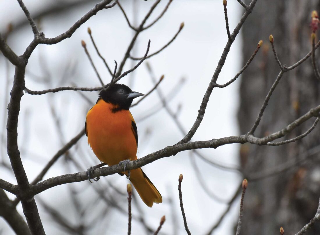 Neotropical migrants arrive | News, Sports, Jobs - The Daily News